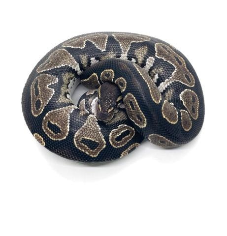 Blackhead Lace Ball Python by Mutation Station Ball Pythons LLC