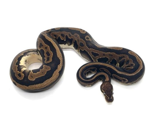 BlackPastel Leopard Ball Python by Mutation Station Ball Pythons LLC