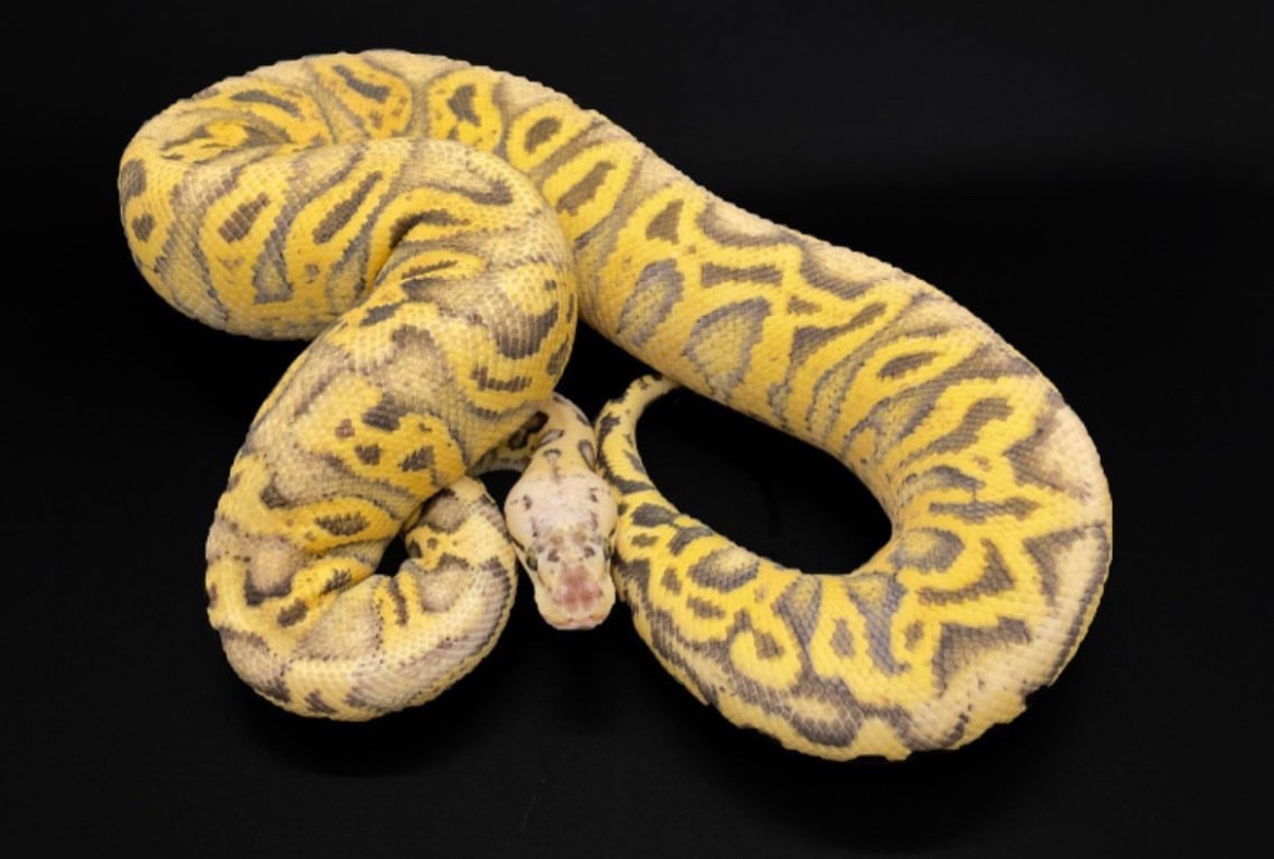 Superfly Yellowbelly Crypton Ball Python by Mutation Station Ball ...