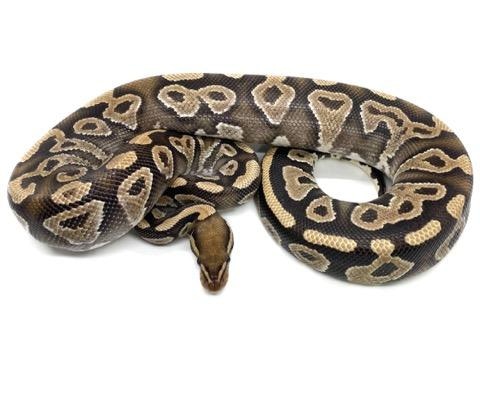 Phantom Yellowbelly Ball Python by Mutation Station Ball Pythons LLC