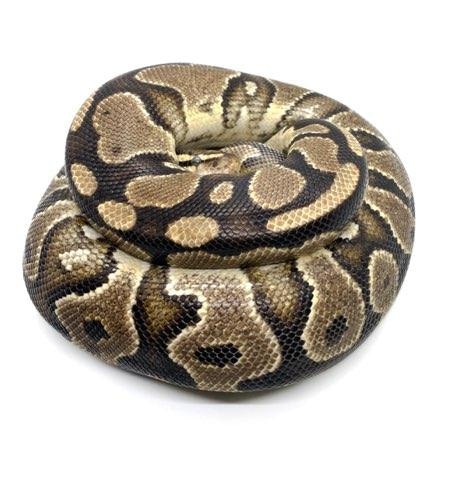 Yellowbelly Het Clown Ball Python by Mutation Station Ball Pythons LLC