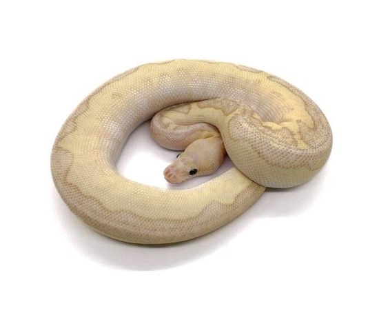 Firefly Lesser Clown Ball Python by Mutation Station Ball Pythons LLC