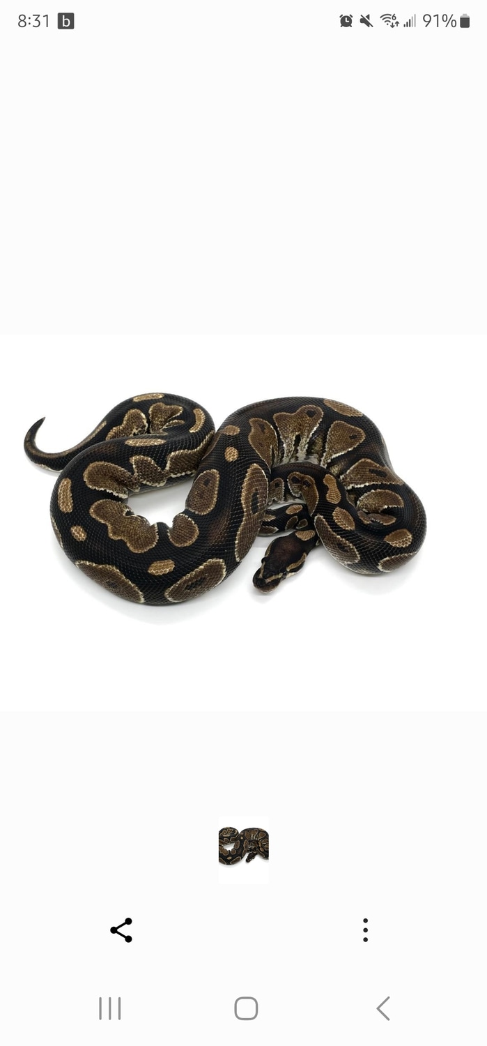 Female Blackhead Ball Python by Mutation Station Ball Pythons LLC ...