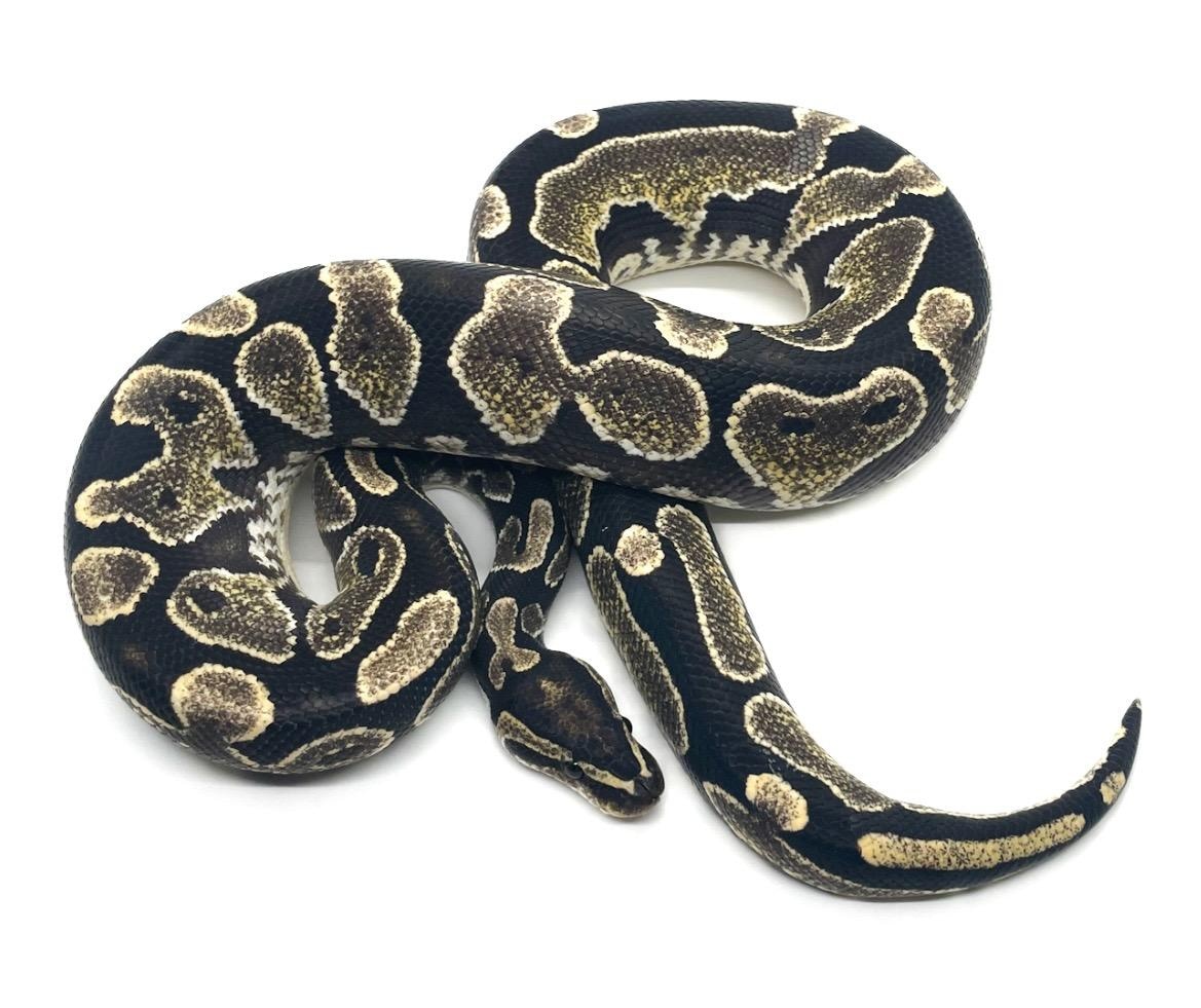 White Lace 66% Het Hypo Ball Python by Mutation Station Ball Pythons ...