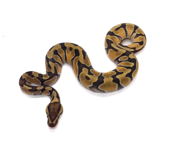 Female Fire OD Pos Yellowbelly Het Paint Het Hypo Ball Python by ...