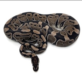 VPI Het Hypo Jolliff Tiger RTB Ball Python by Mutation Station Ball ...
