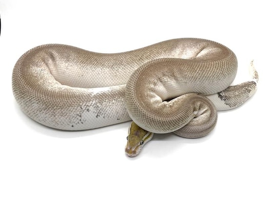 Pastel Leopard Lesser HRA OD Pos Yellowbelly Ball Python by Mutation ...