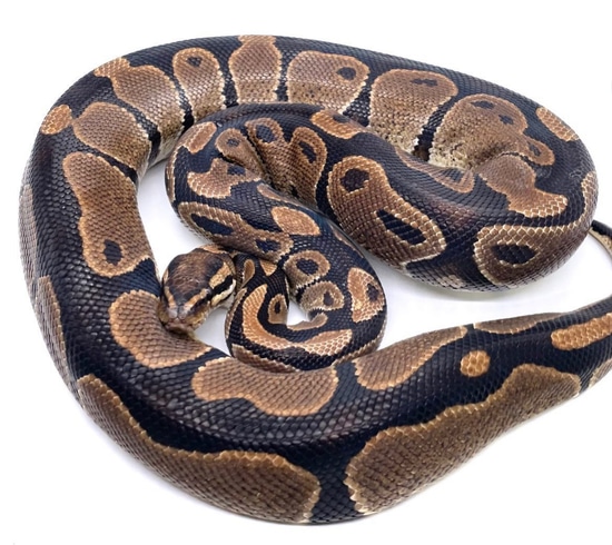 Het Ultramel Ball Python by Mutation Station Ball Pythons LLC