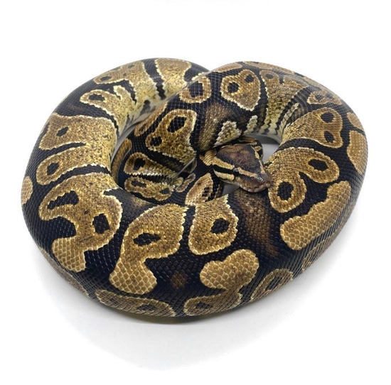 Funky Normal Ball Python by Mutation Station Ball Pythons LLC