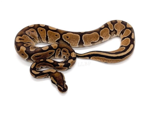 Black Pastel Enchi Het G-Stripe 50 % Het Clown Ball Python by Mutation Station Ball Pythons LLC