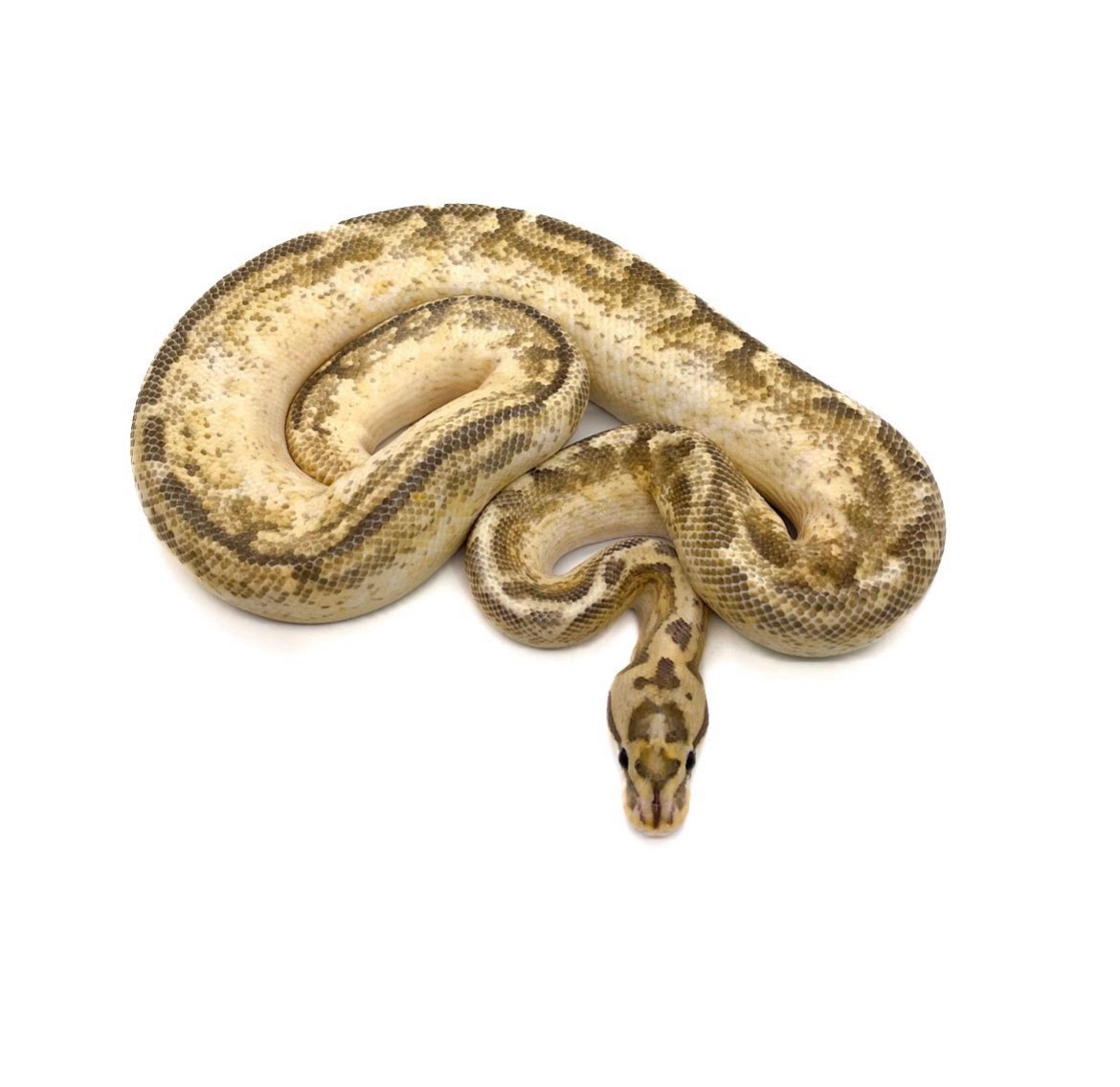 Freeway Spider Ball Python by Mutation Station Ball Pythons LLC ...