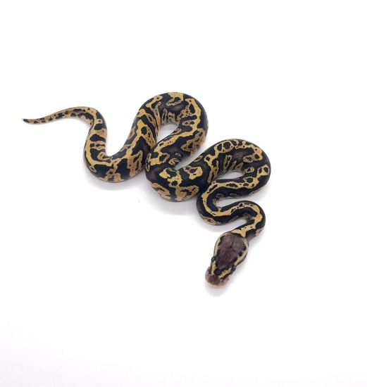 Pastel Acid Spotnose Pos Fire Pos Blitz Pos Granite Ball Python by ...