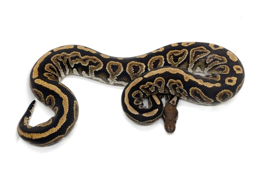 Proven Breeder Black Pastel Gravel Ball Python by Mutation Station Ball ...