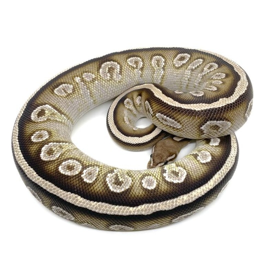 Cypress Mojave Het VPI Ball Python by Mutation Station Ball Pythons LLC