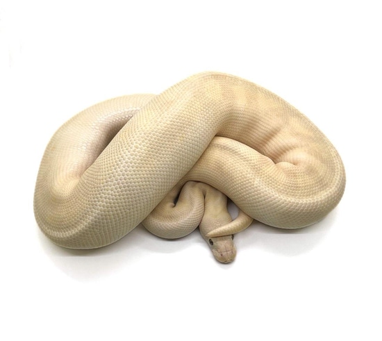 Banana Pastel Lesser Pinstrip Clown Ball Python by Mutation Station ...