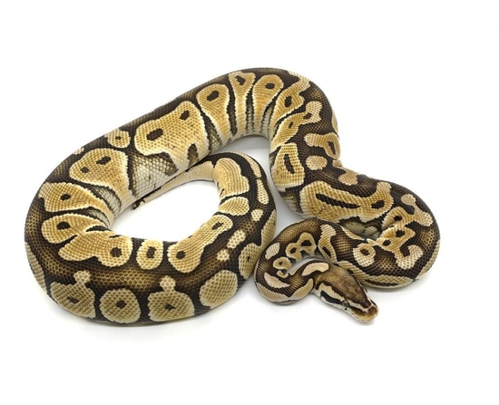Pastel Special Ball Python by Mutation Station Ball Pythons LLC