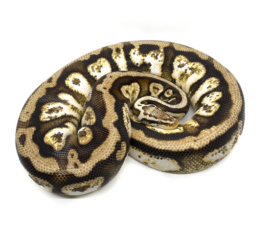 Pastel Spotnose Calico *Proven Breeder Ball Python by Mutation Station ...