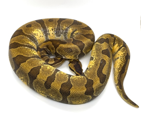 Super Enchi Proven Breeder Ball Python by Mutation Station Ball Pythons LLC