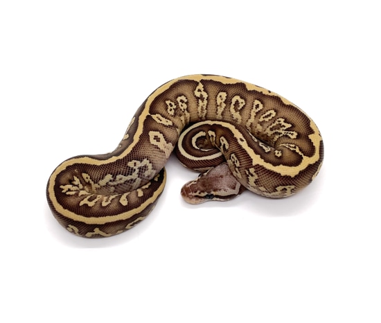 Pastel Acid Spotnose Mojove Ball Python by Mutation Station Ball ...
