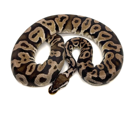 RTB Pastel YB VPI Axanthic Ball Python by Mutation Station Ball Pythons LLC