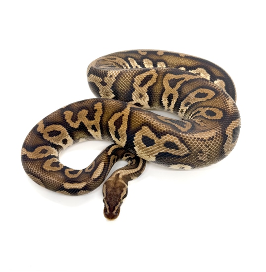 Pastel Leopard Vudoo Ball Python by Mutation Station Ball Pythons LLC