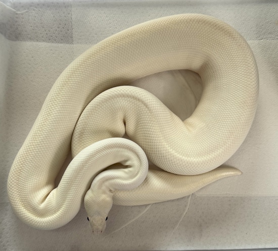 Ivory Ball Python by Mutation Station Ball Pythons LLC
