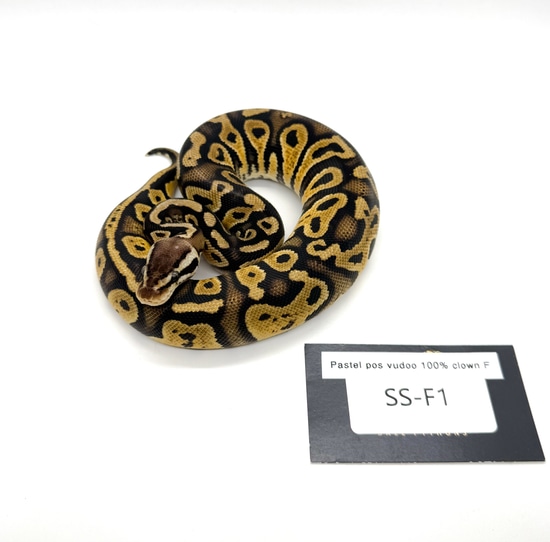 Pastel Pos Vudoo Het Clown Ball Python by Mutation Station Ball Pythons LLC