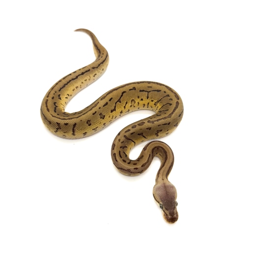 Pinstripe Pastel Leopard Pos Yellowbelly Het Pied Het Ultramel Het VPI ...