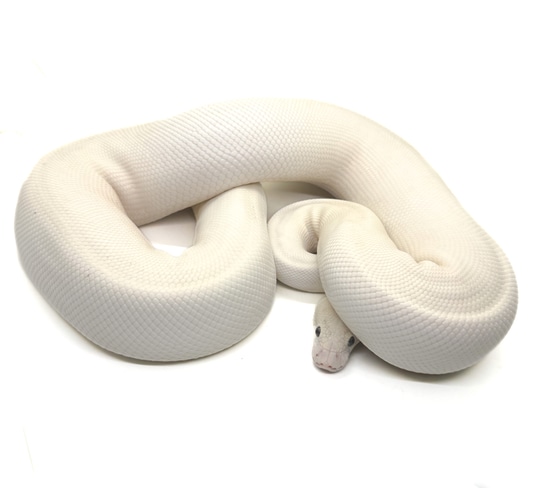 Pastel Ivory Pos Leopard Ball Python by Mutation Station Ball Pythons LLC