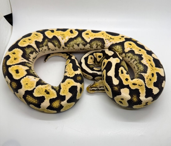 White Lace Pastel Granite Ball Python by Mutation Station Ball Pythons LLC