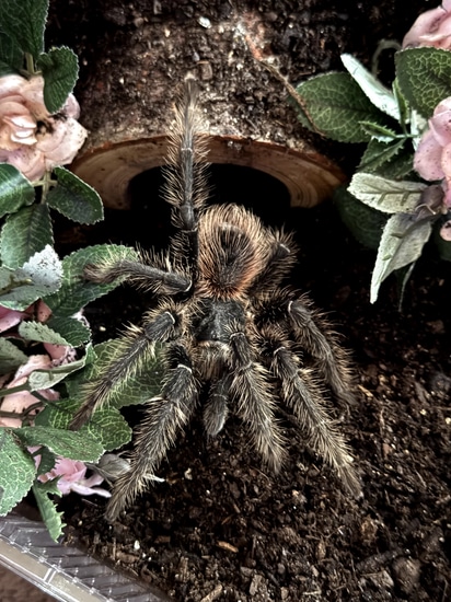 MM Lasiodora Parahybana (Salmon Pink Bird-eater) Tarantula by Mutation ...