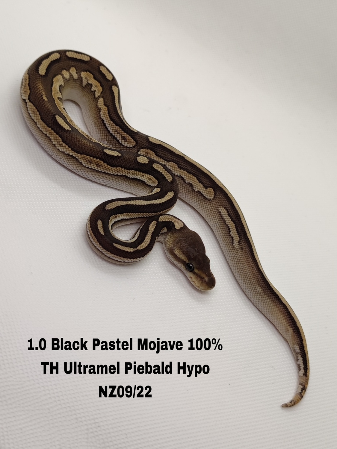 Black Pastel Mojave TH Ultramel Piebald Hypo Ball Python by PARA-Balls - MorphMarket