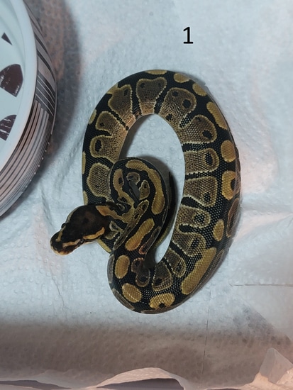 Normal BP Ball Python by OKC Pythons