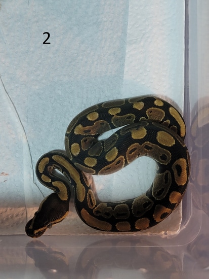 Normal BP Ball Python by OKC Pythons