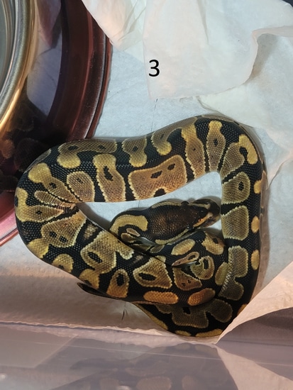 Normal BP Ball Python by OKC Pythons