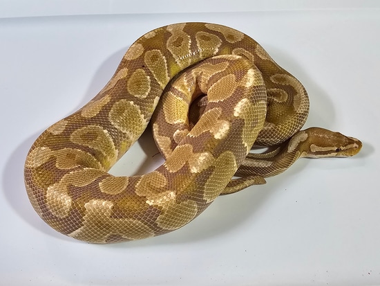 Caramel Albino Ball Python by OKC Pythons