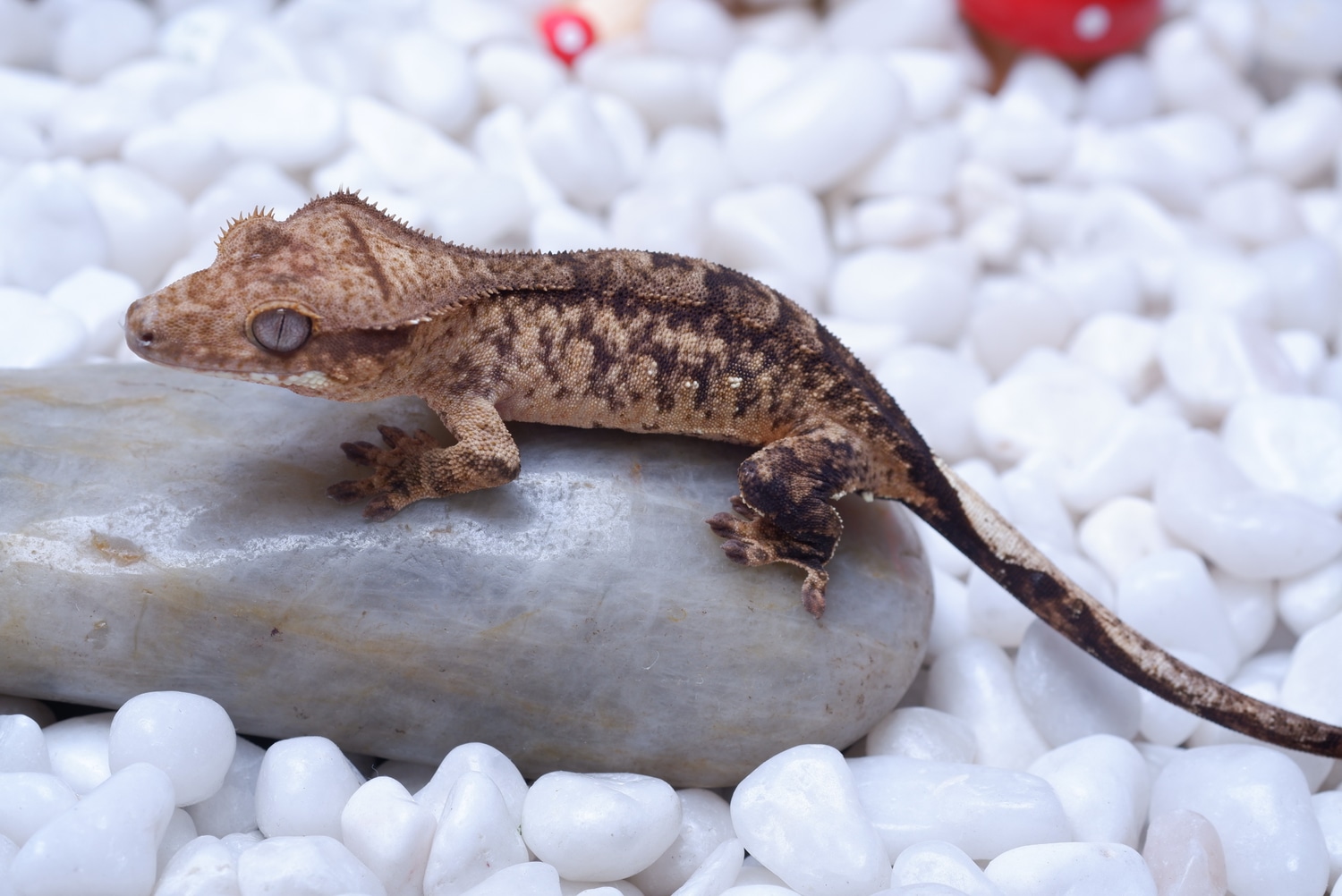 Brindle/Tiger Crested Gecko by Paradise Cresties - MorphMarket