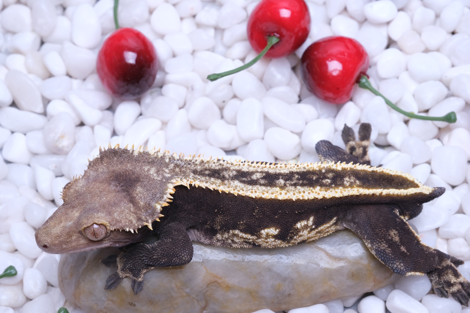 Empty Back - Proven Male Crested Gecko by Paradise Cresties - MorphMarket