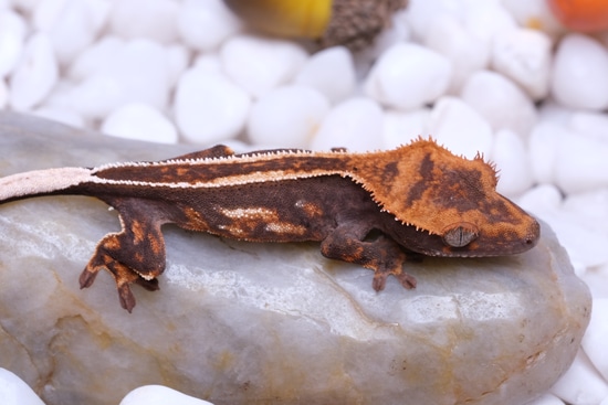Empty Back / Superstripe Crested Gecko by Paradise Cresties