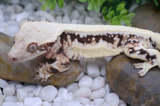 Lilly White Solid Back Proven Male Crested Gecko by Paradise Cresties