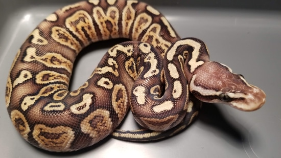 Ghi Pastel ELECTRIC! Ball Python by Paradoxtal Pythons