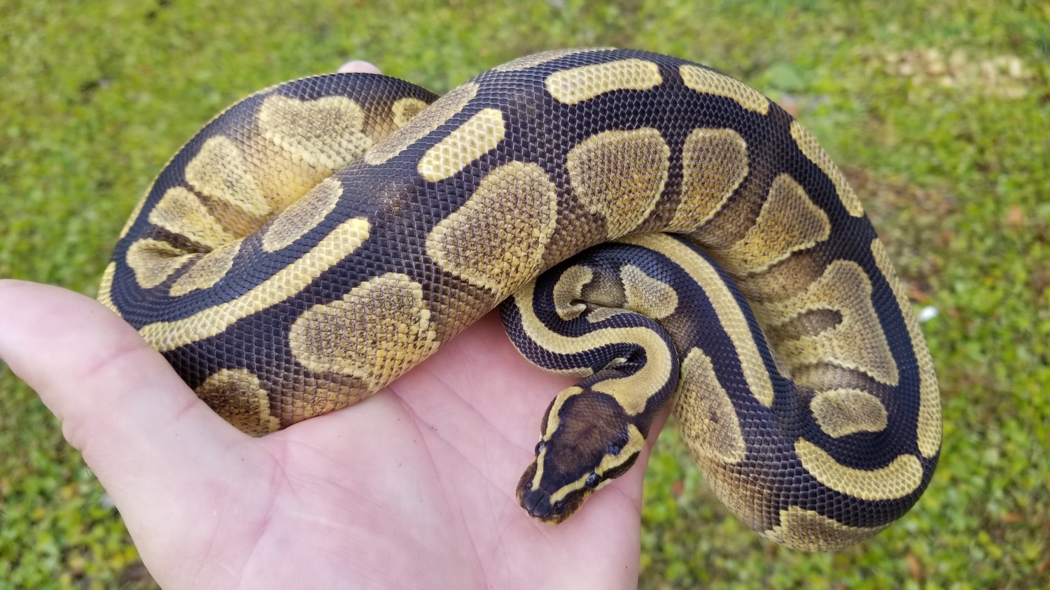 Redhead Collection Ball Python by Paradoxtal Pythons - MorphMarket