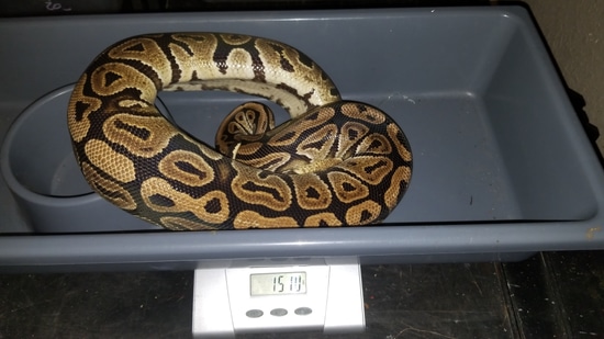 ADULT- Trick / Dinker Ball Python by Paradoxtal Pythons