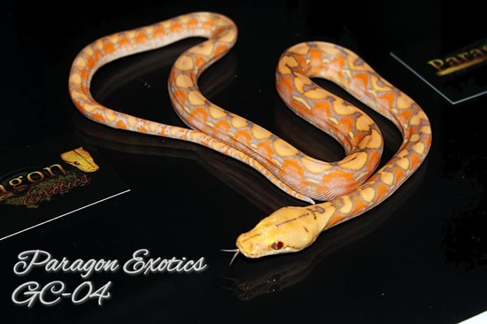 Purple Reticulated Python by Paragon Exotics