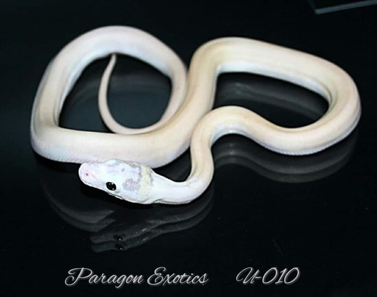 Ultra Ivory Tiger Poss. Het. Anery Reticulated Python by Paragon Exotics