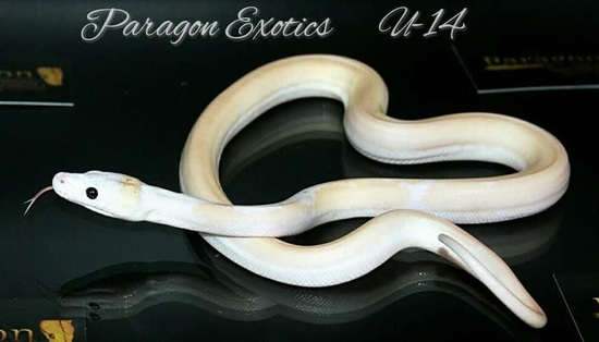 Ultra Ivory Tiger Poss. Het. Anery Reticulated Python by Paragon Exotics