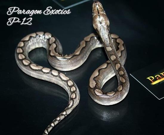 Motley Sun Het. Albino Reticulated Python by Paragon Exotics