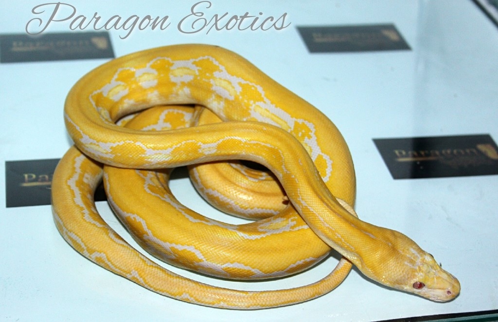 Citron White Tiger Reticulated Python by Paragon Exotics - MorphMarket