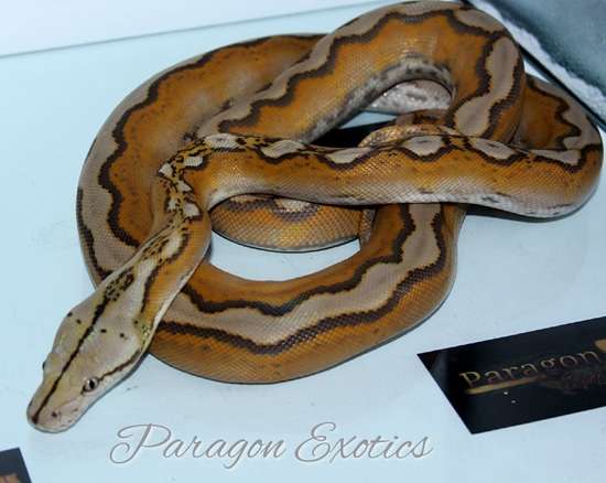 Mochino Motley Sunfire Reticulated Python by Paragon Exotics