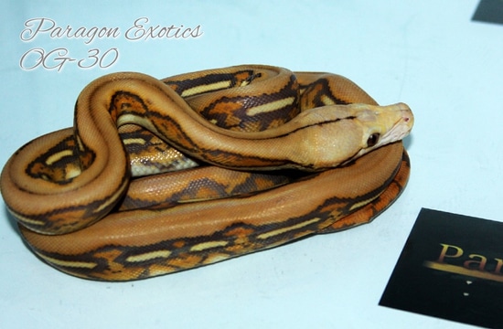 Orange Glow Tiger Reticulated Python by Paragon Exotics